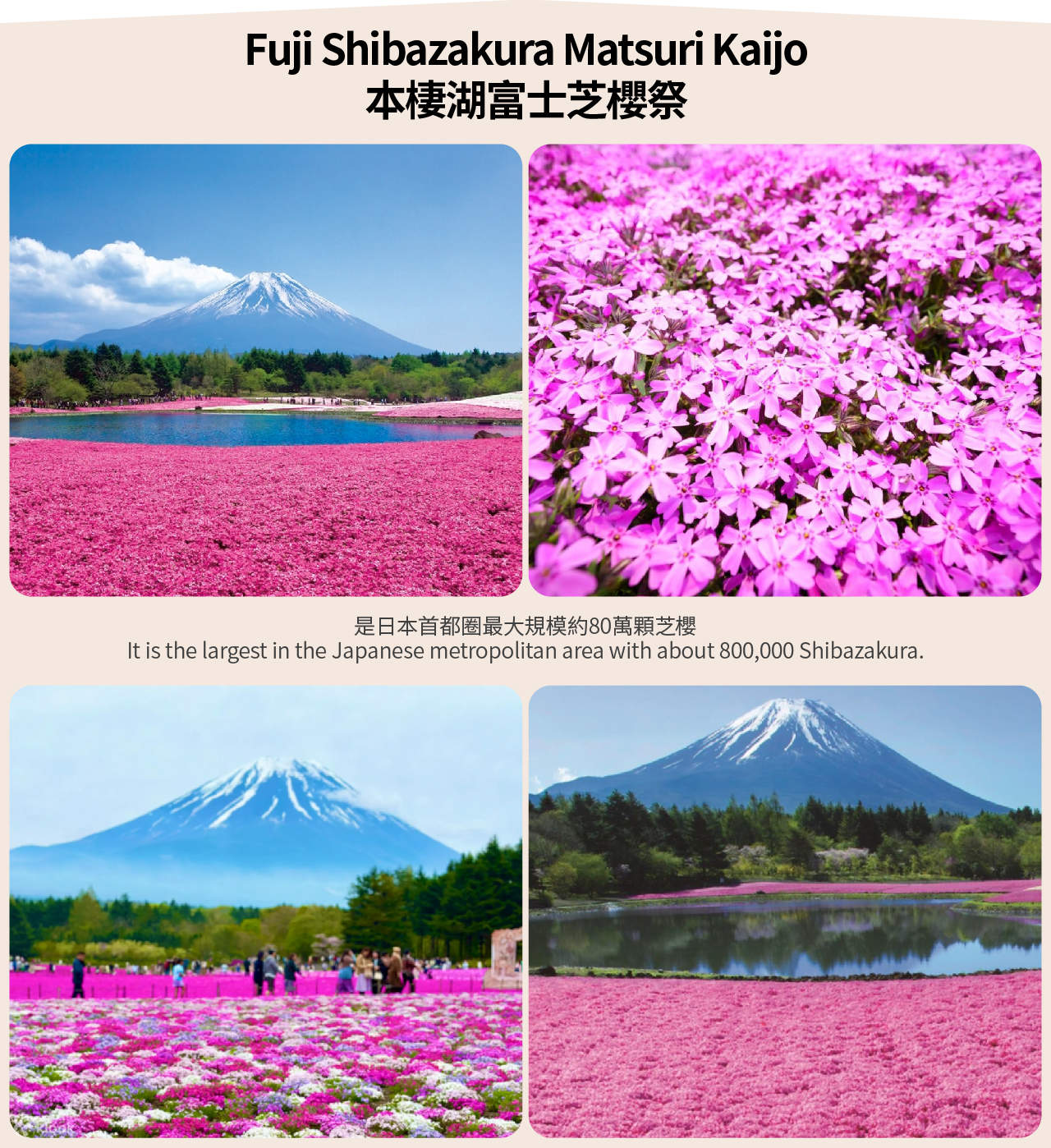 [Mt. Fuji Twin Lake Hot Spring Tour with Lunch Option] Arakurayama ...